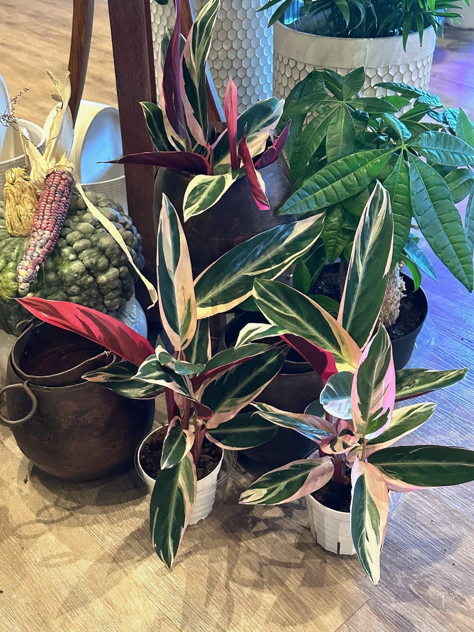 Calathea | Indoor Green Plant – Flowers by Jackie Lakeport